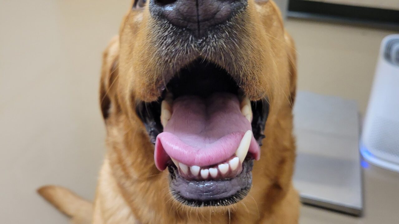 Behavioral Protocols | Belle Plaine Animal Hospital